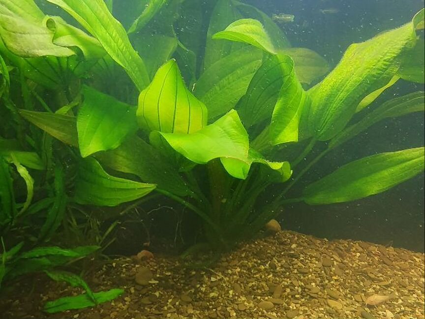 Аквариумные рыбки и растения