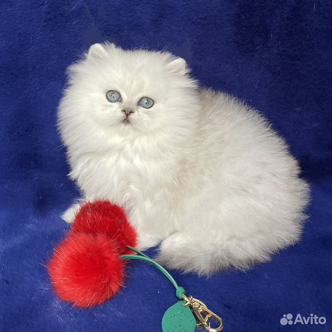 Персидская шиншилла (мальчик)