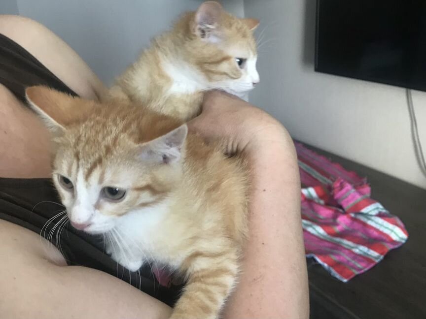 Братья сорванцы