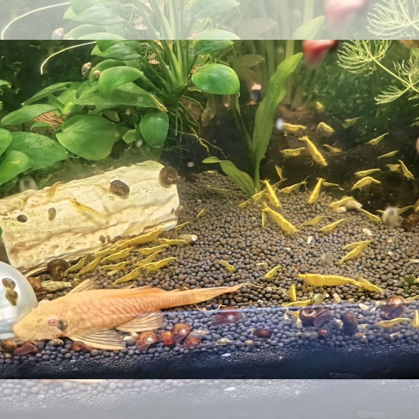 Креветки и сомы