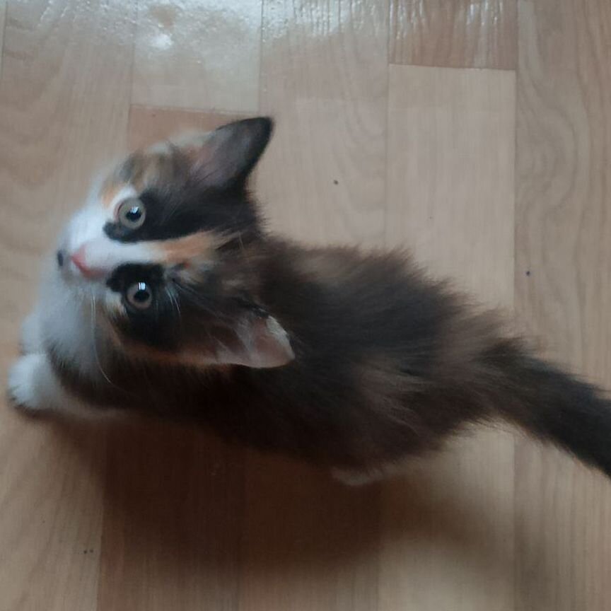 Котёнок в добрые руки