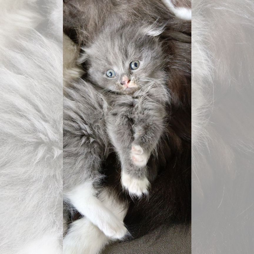 Котёнок в добрые руки