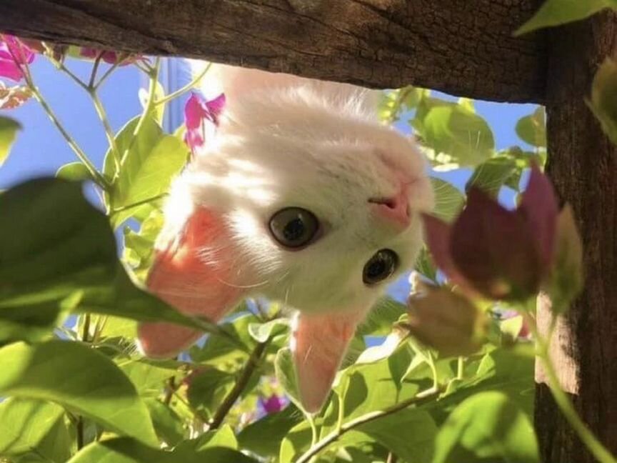 Котенок Ева