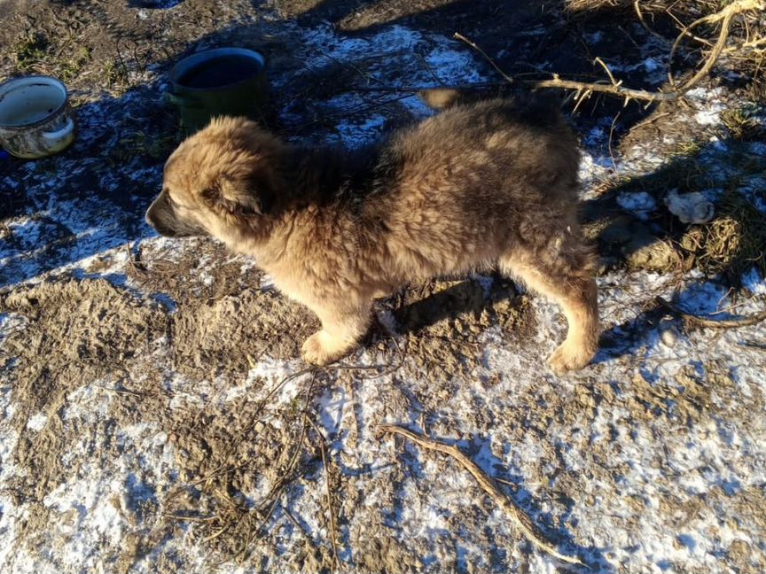 Щенок в добрые руки