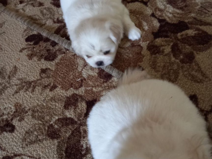 Щенки пекинеса