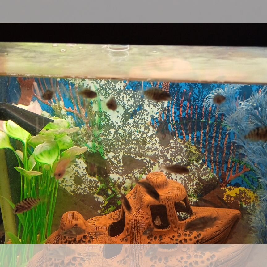 Отдам за пакетик корма.мальки цихлид,чернополосы