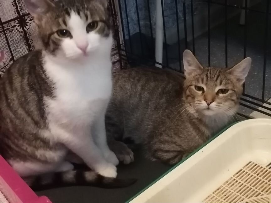 Котенок мальчик в добрые руки