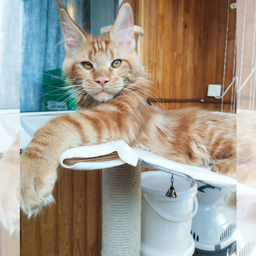 Котята мейн-кун