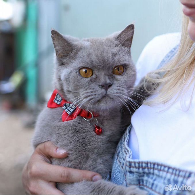 Лиловая британка в дар