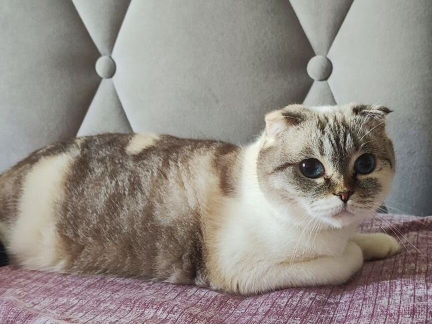 Кошечка Молли