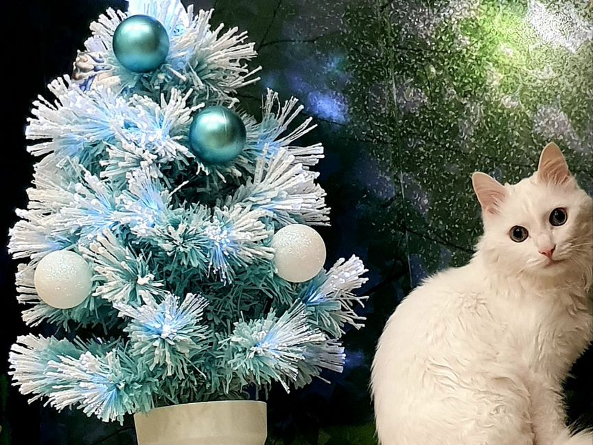 Ангорский кот