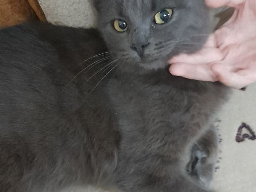 Кошечка дымчатая