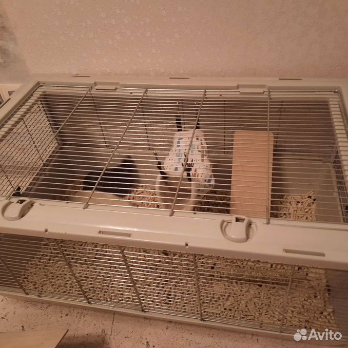 Клетка с крысами Дамбо