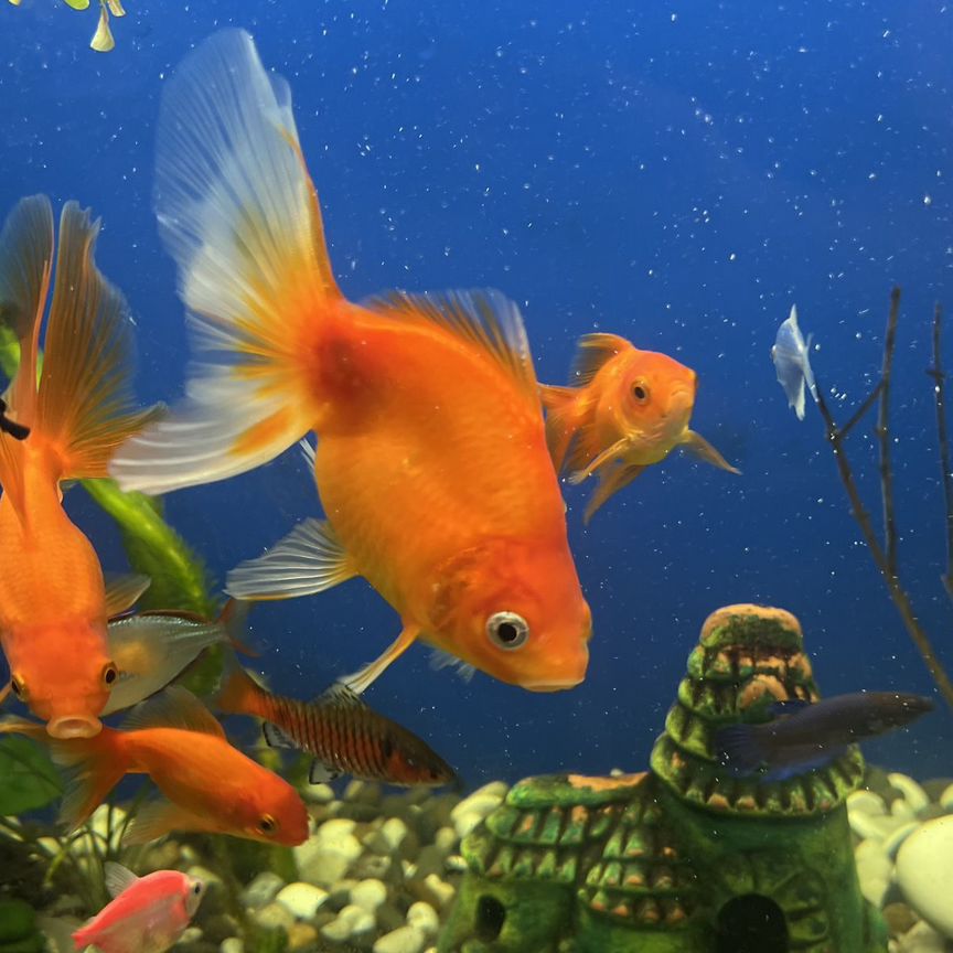 Золотая рыбка