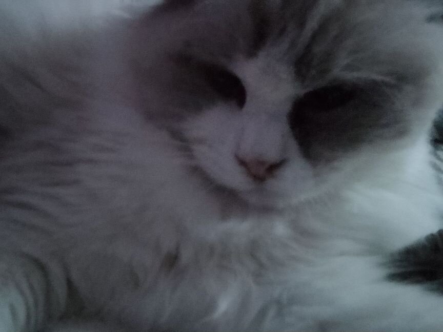 Кот Регдолл