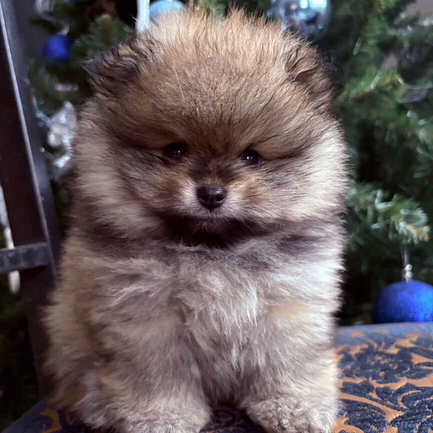 Померанский шпиц, щенок