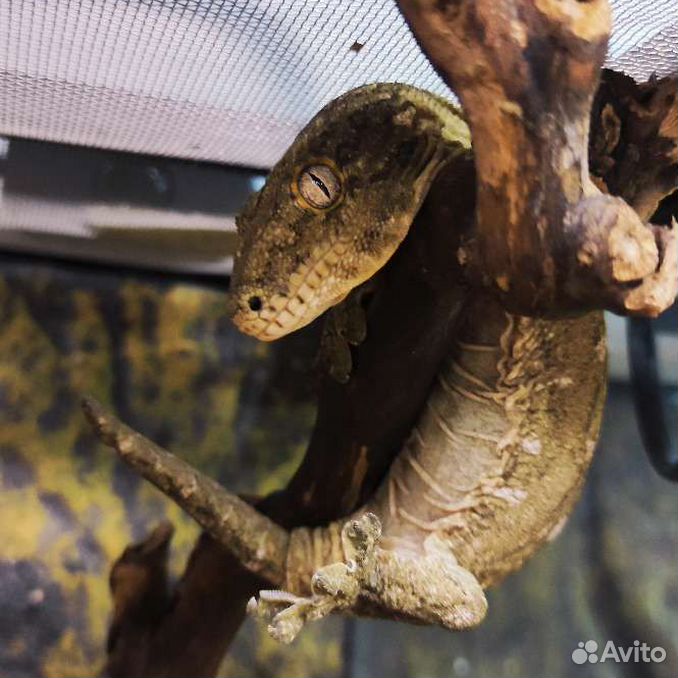 Гигантский бананоед