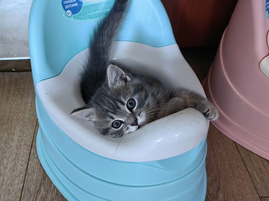 Котенок вислоухая с прямыми ушками