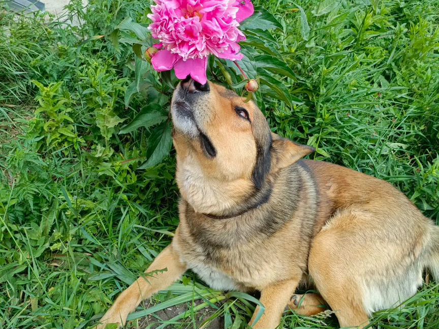 Собака в добрые руки бесплатно с вознаграждением