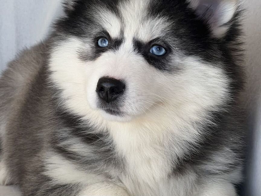 Мальчик помски ф2