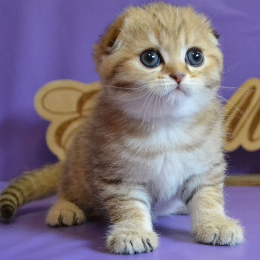 Шотландский вислоухий мальчик