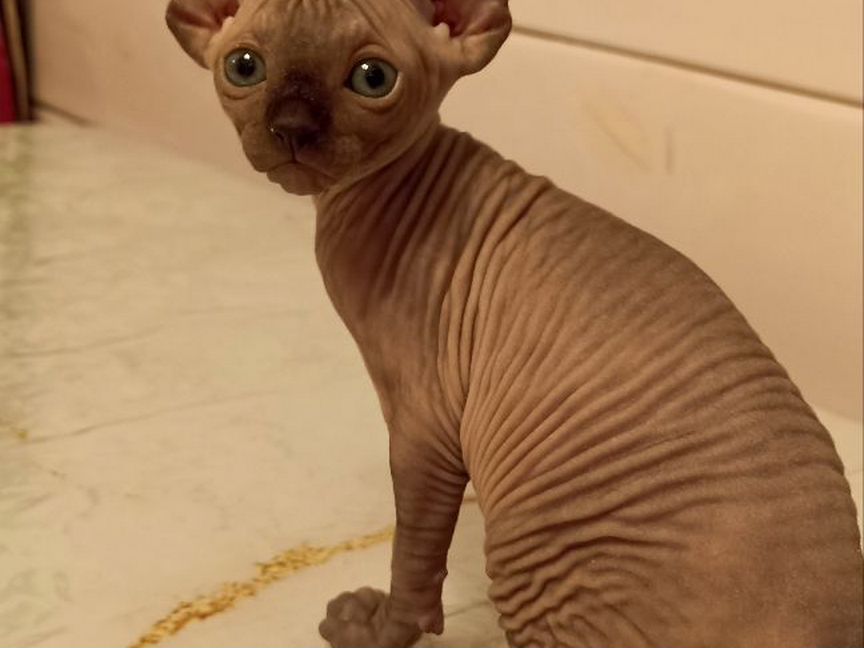 Канадский сфинкс эльф котенок