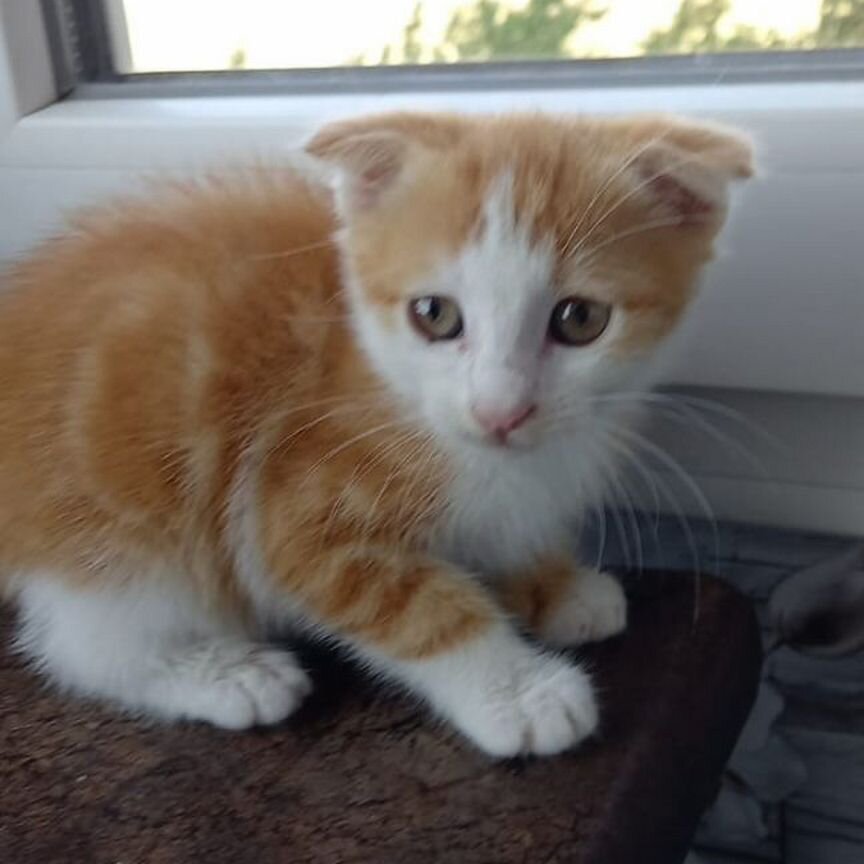 Вислоухие котята в дар