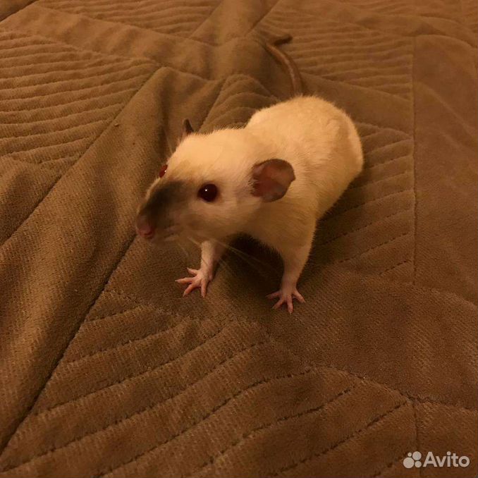 Декоративные крыски