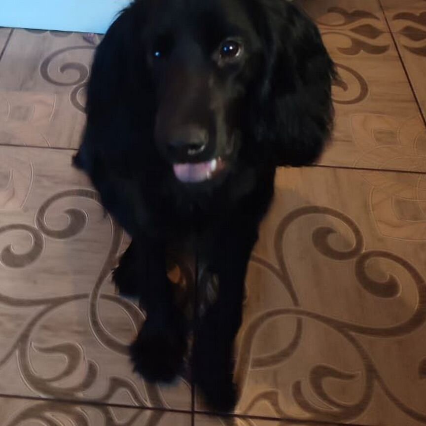 Русский кокер спаниель