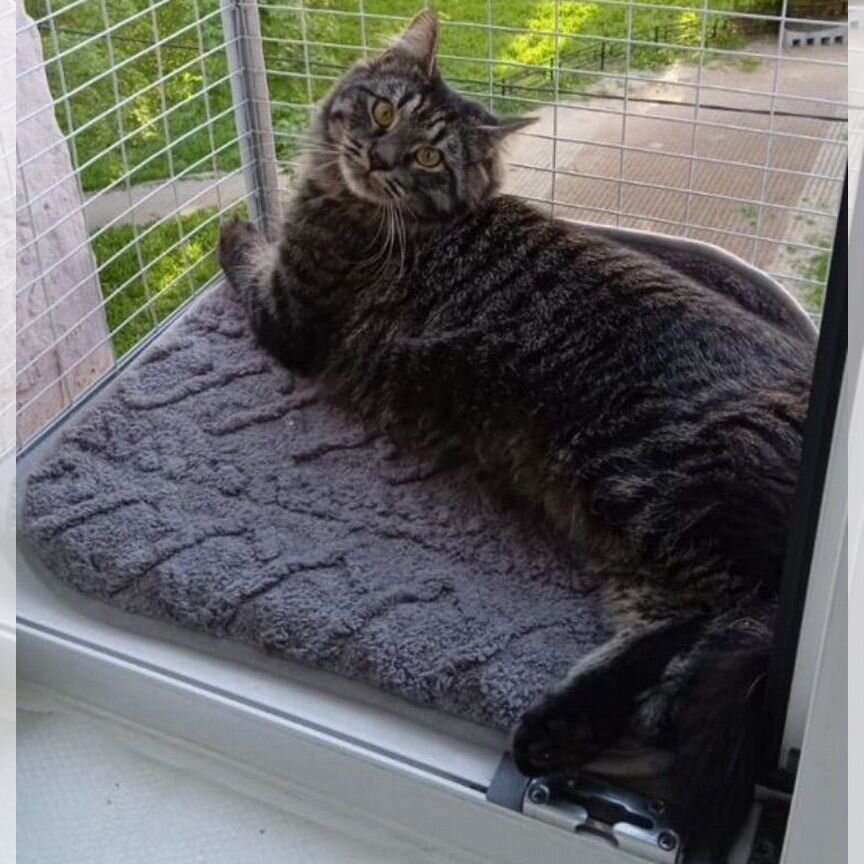 Балкон для домашних животных