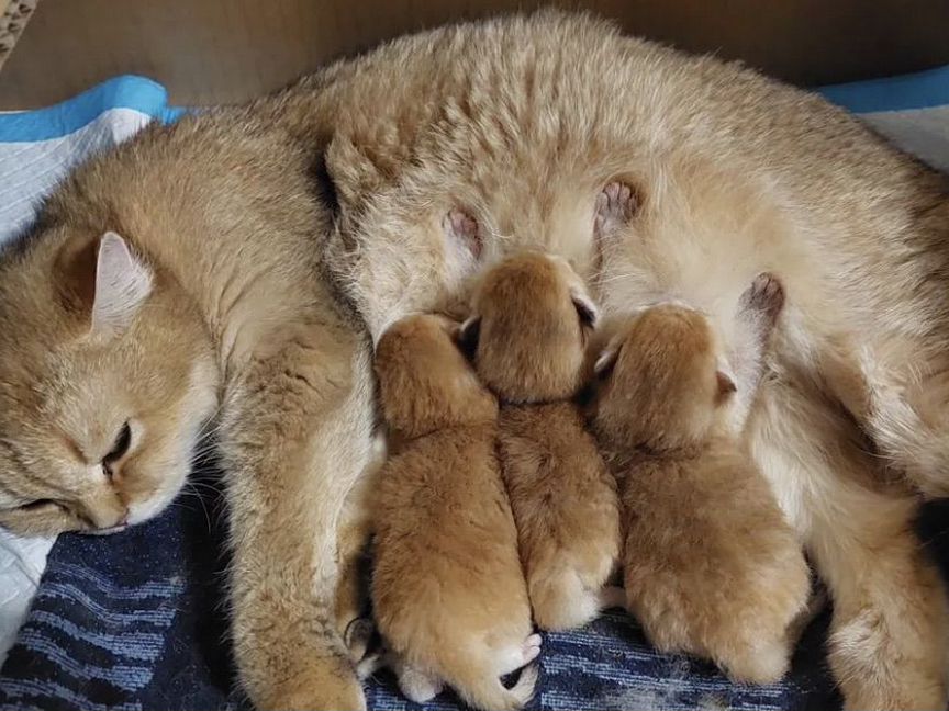 Британские котята золотая шиншилла