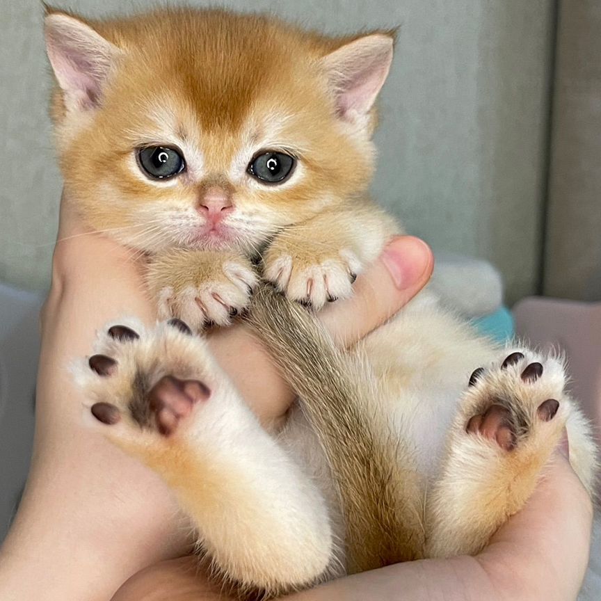Британский короткошёрстный котёнок