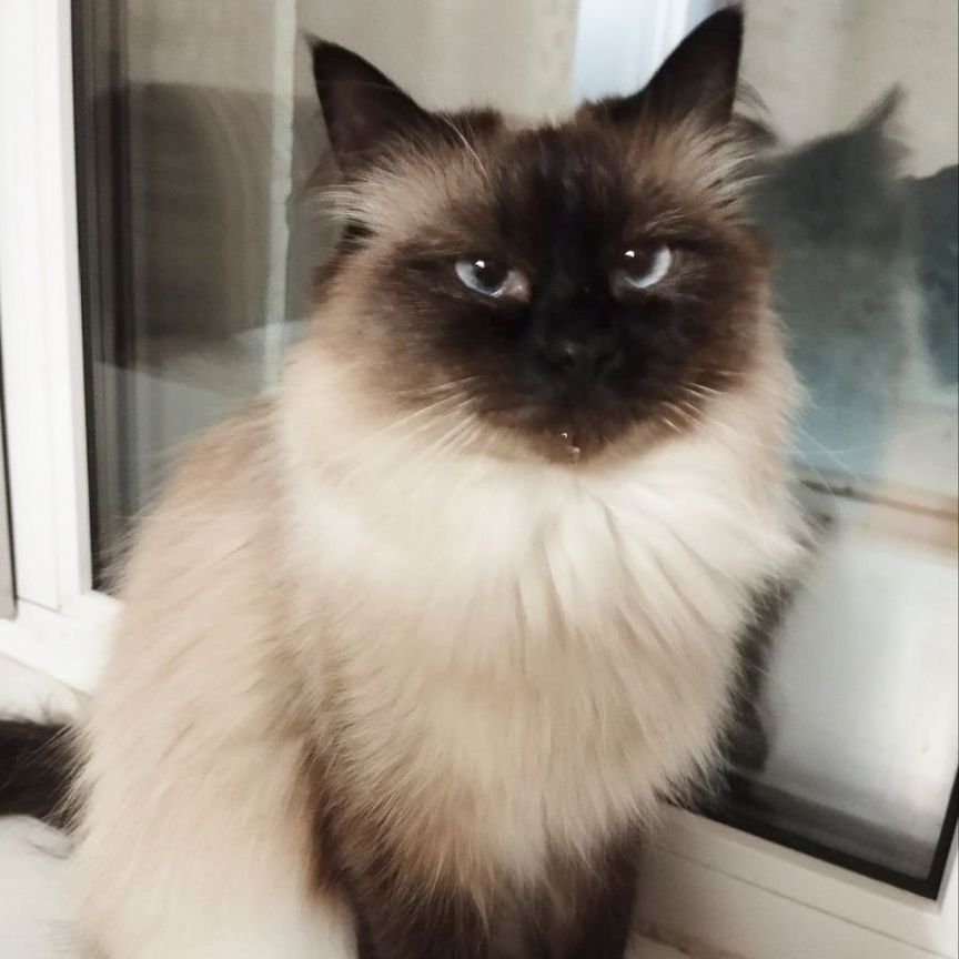 Молодая стерилизованная кошка, 2 года