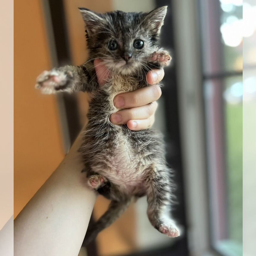 Котёнок в добрые руки