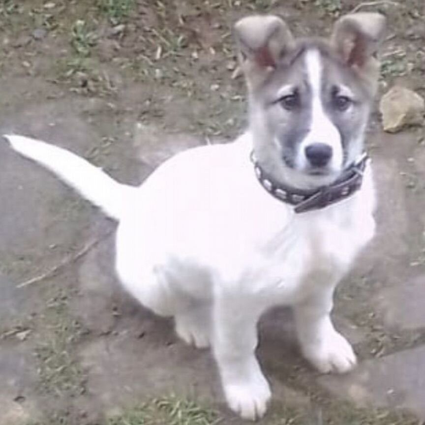 Щенок в добрые руки