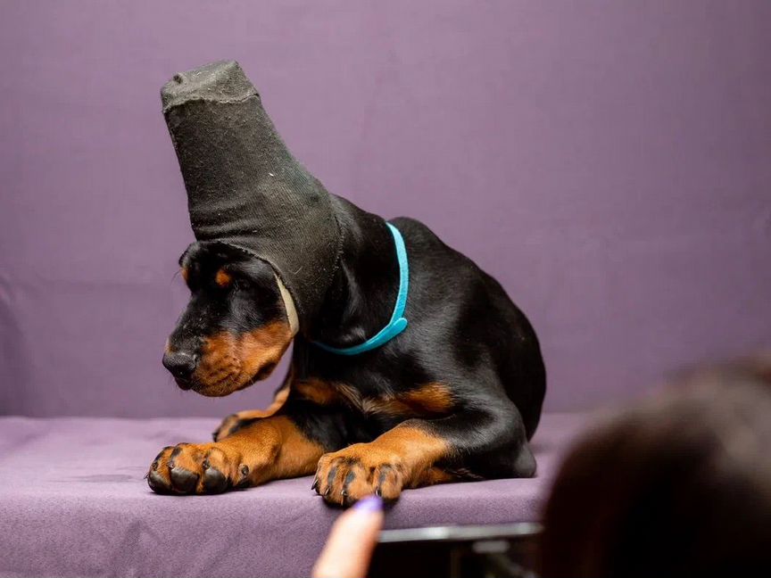 Щенки добермана