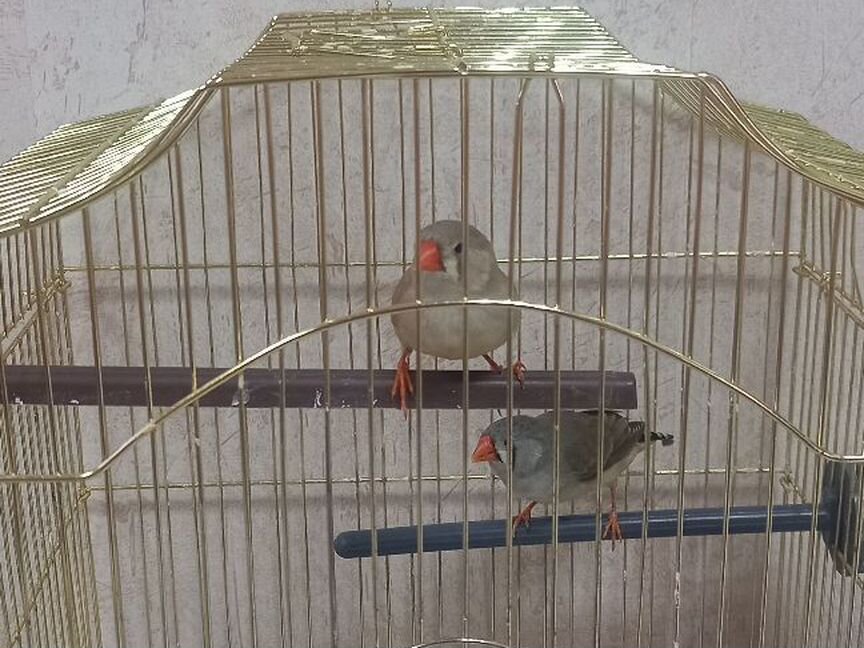 Птички амадины пара