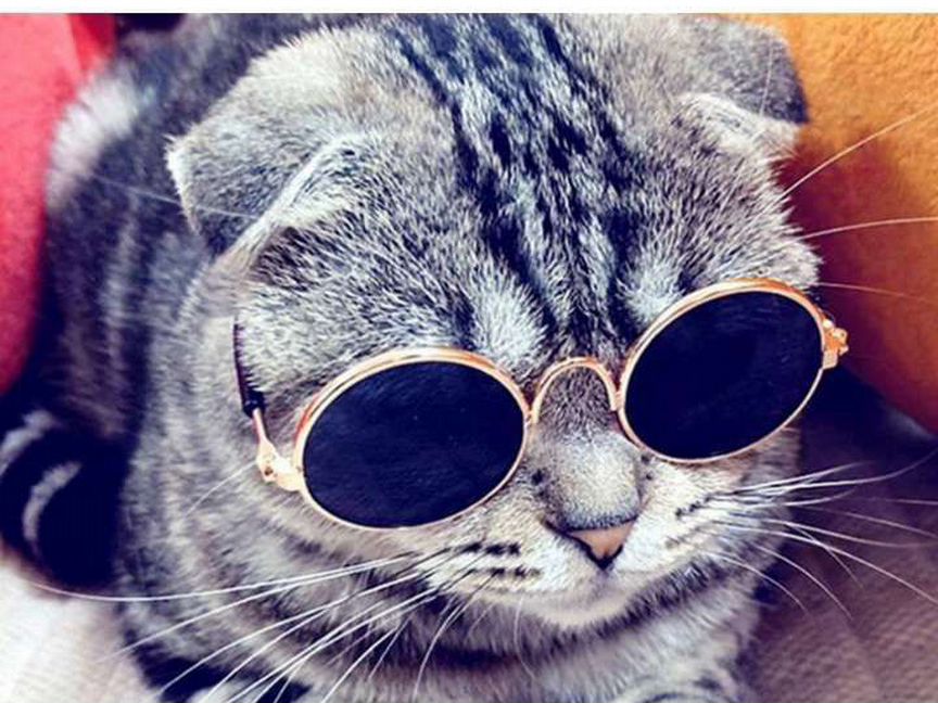 Очки для животных