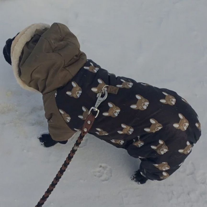 Одежда для собаки