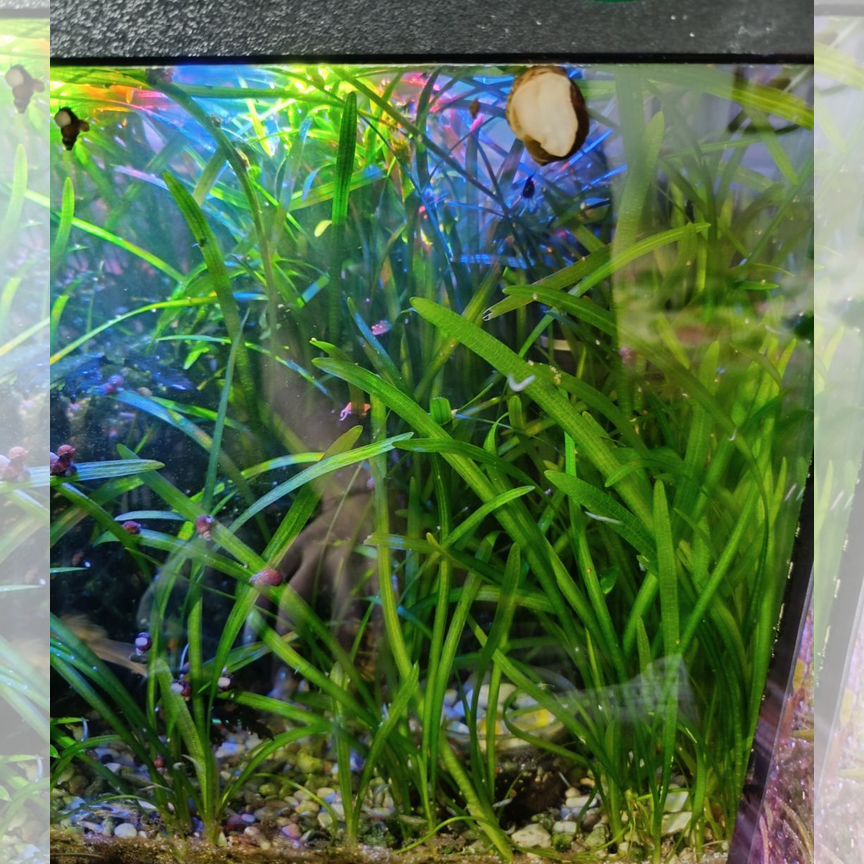 Растения для аквариума бесплатно