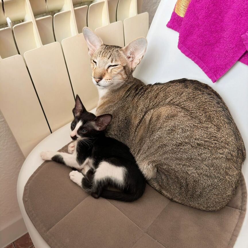 Орентальный котик