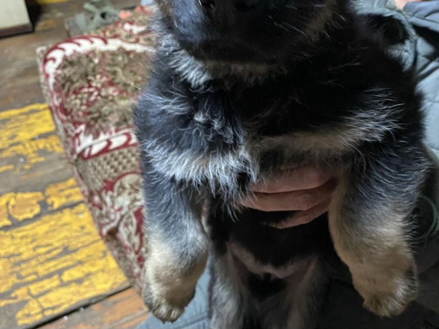 Собаки щенки немецкая овчарка