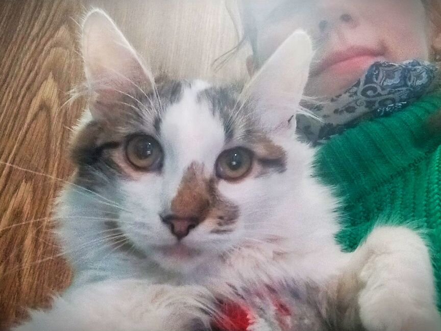 Спасённый котенок