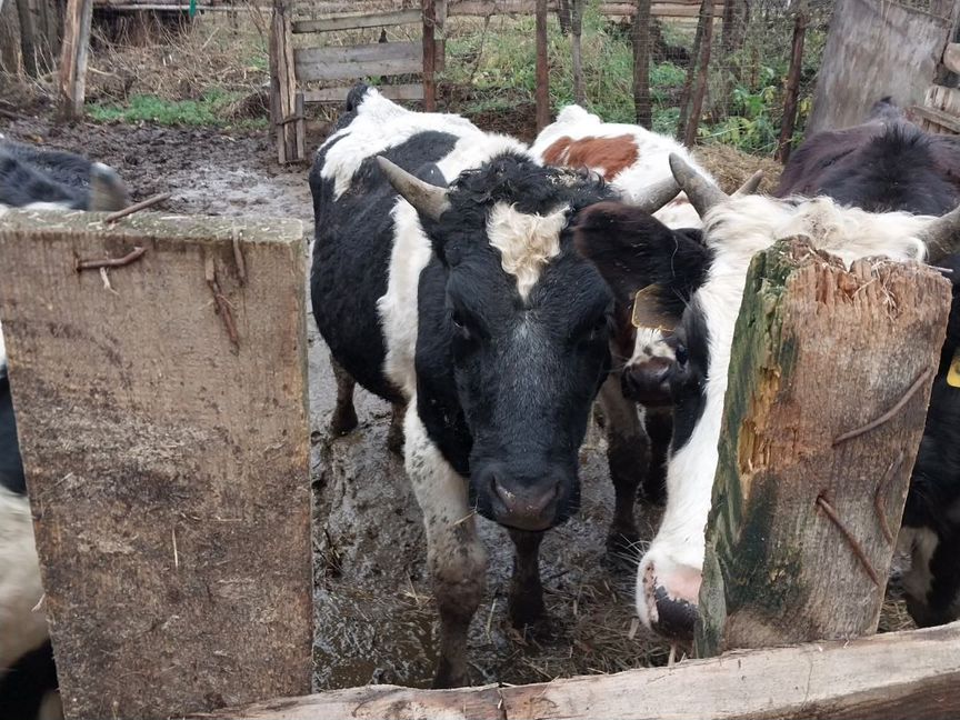 Быки на мясо живым весом