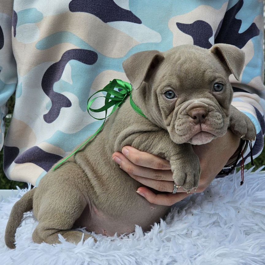 Американский булли щенки покет и мини