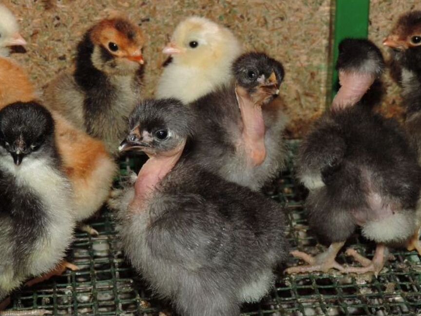 Цыплята голошейки