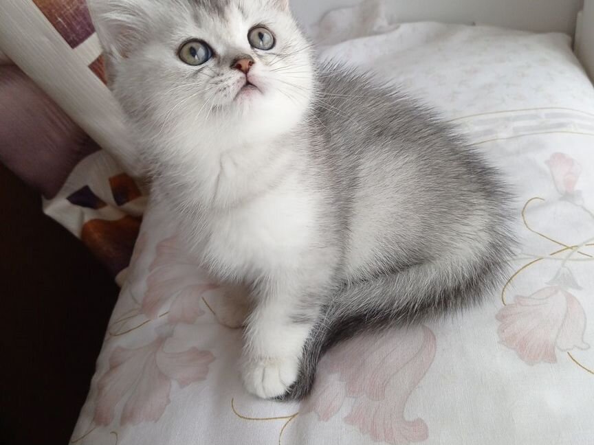 Британский котенок