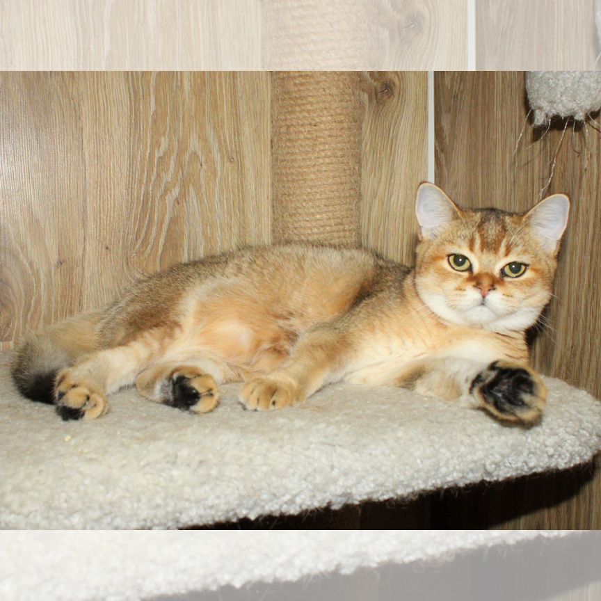 Британская короткошёрстная, взрослая кошка