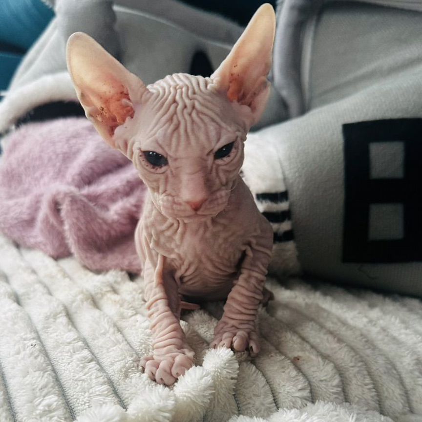 Донской сфинкс котёнок