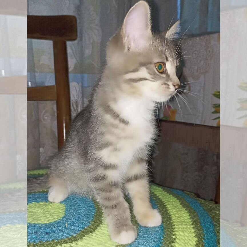 Котёнок в добрые руки